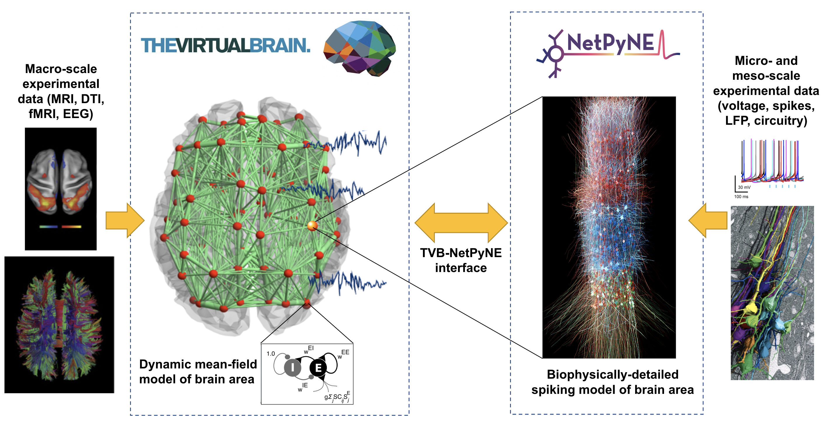 Awarded new NIH funding to interface NetPyNE and The Virtual Brain tools | Dura-Bernal Lab